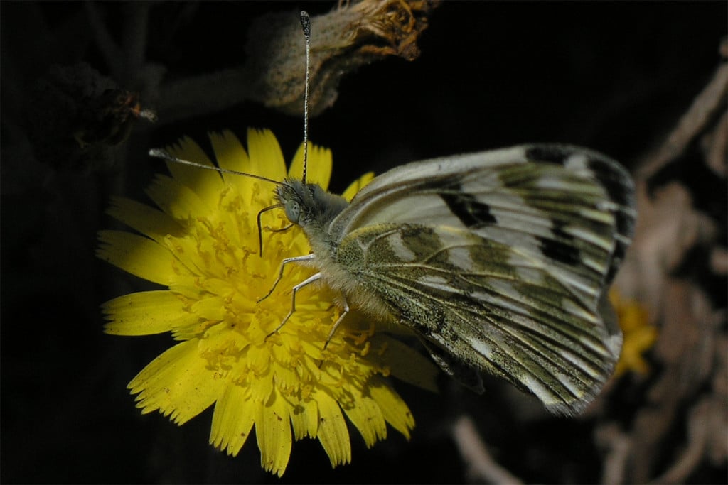 Familia Pieridae - GOMERA VIVE