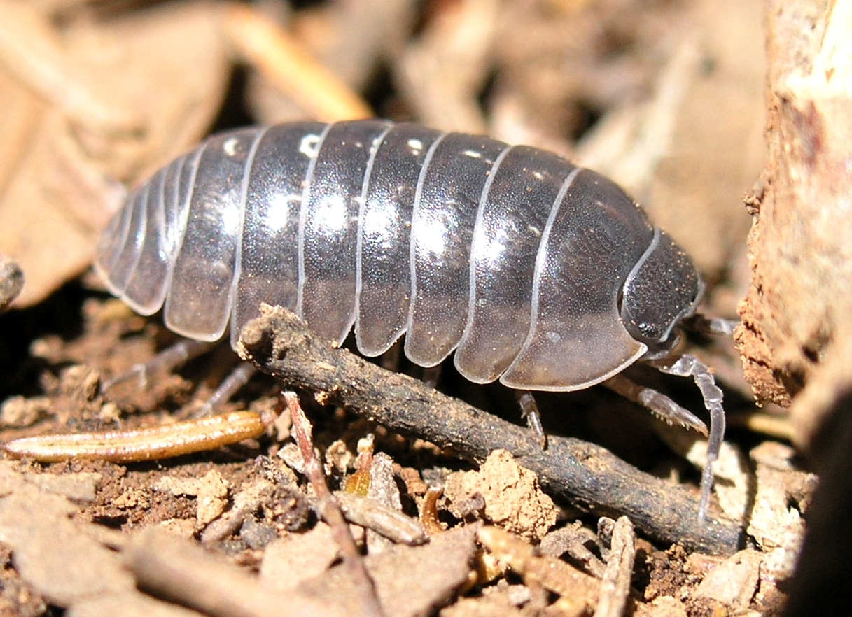 Asseln - GOMERA VIVE