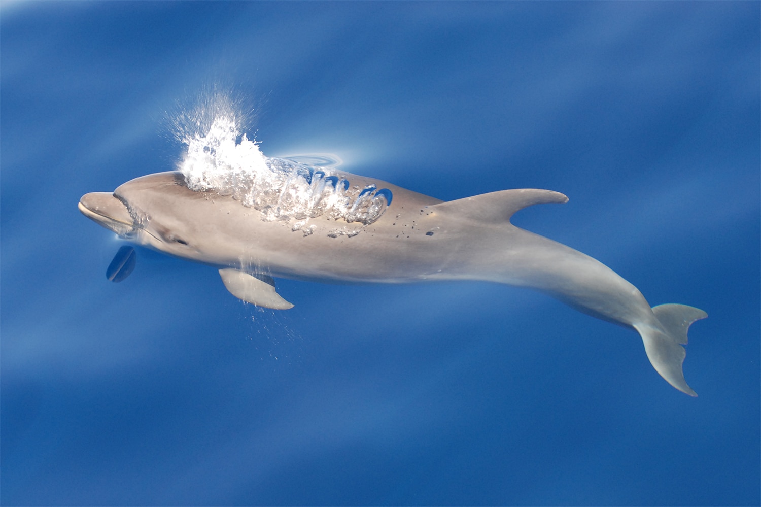 Grosse Tümmler - GOMERA VIVE