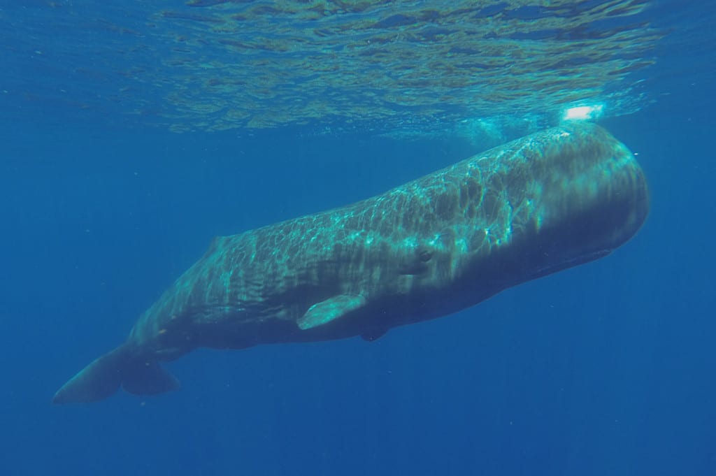 Pottwale - GOMERA VIVE