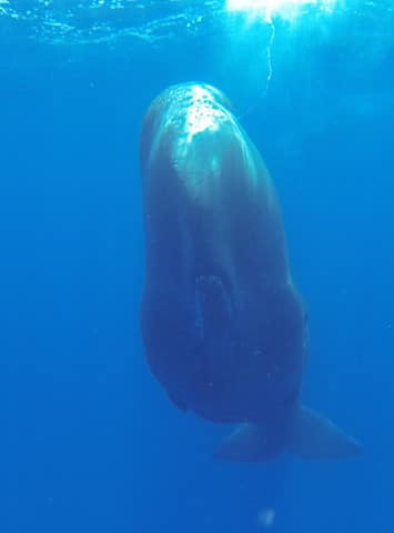 Pottwale - GOMERA VIVE