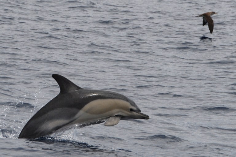 Delfín común - GOMERA VIVE