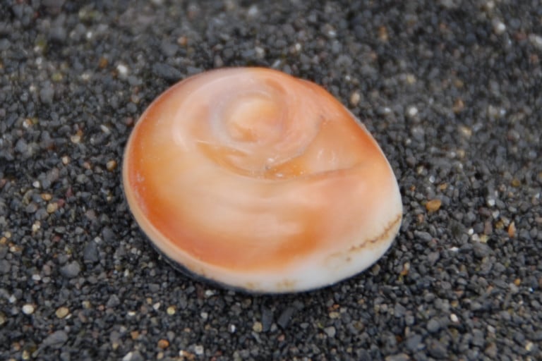 041 Operculo Bolma rugosa - GOMERA VIVE