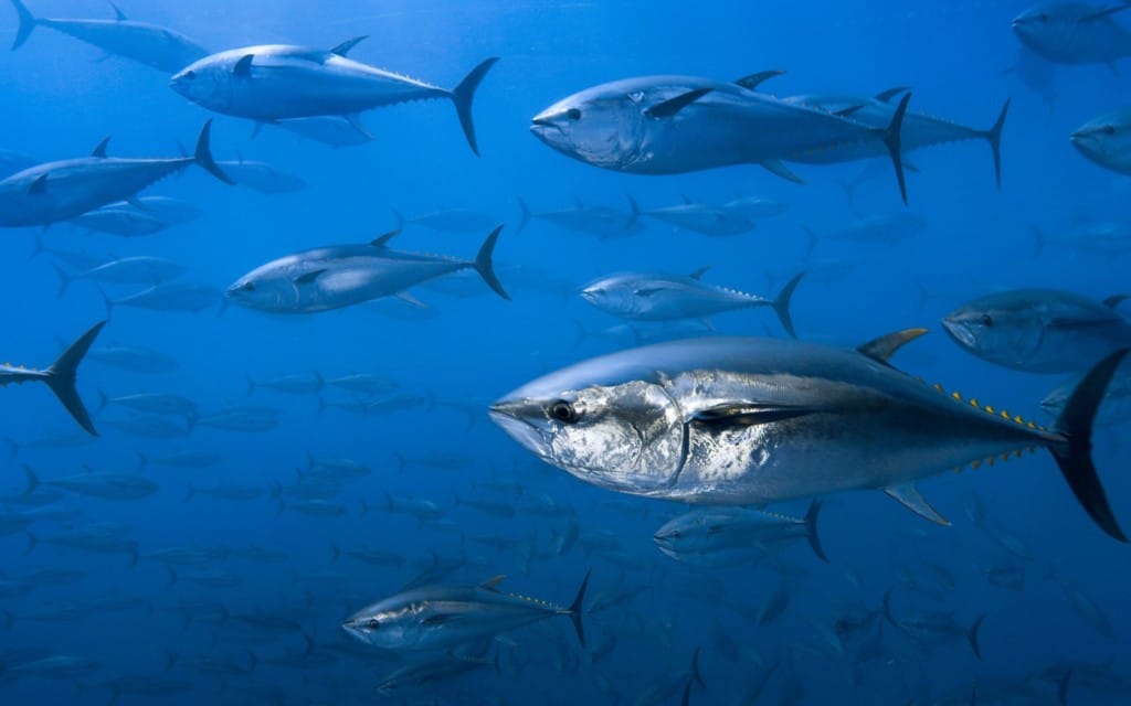 Thunfische - GOMERA VIVE