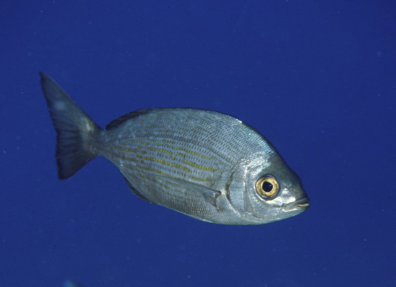 Meerbrassen - GOMERA VIVE